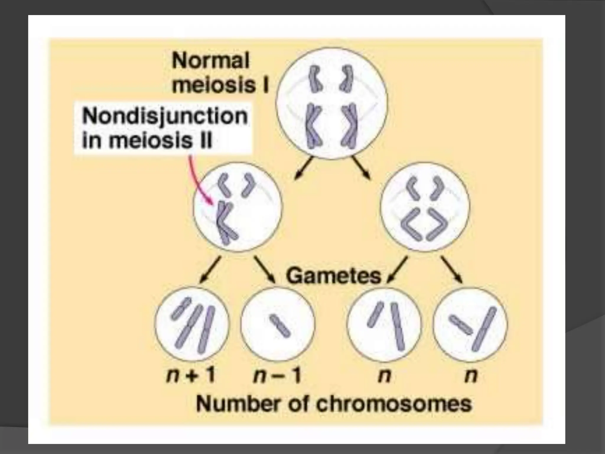 Meiosis.ppt