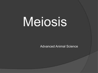 Meiosis.ppt