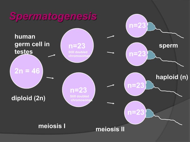 Meiosis.ppt