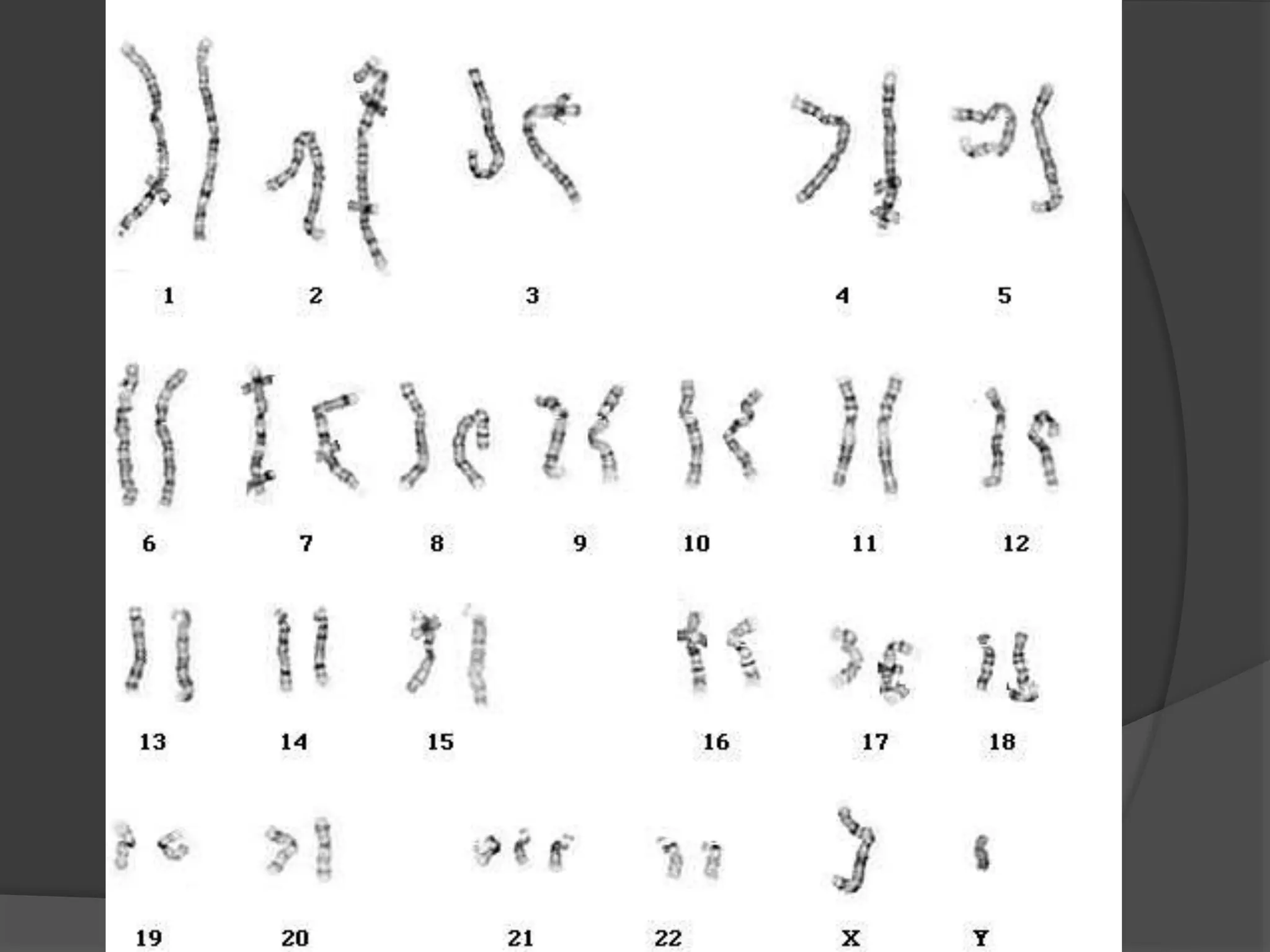 Meiosis Cell Division General Biology 1 Ppt