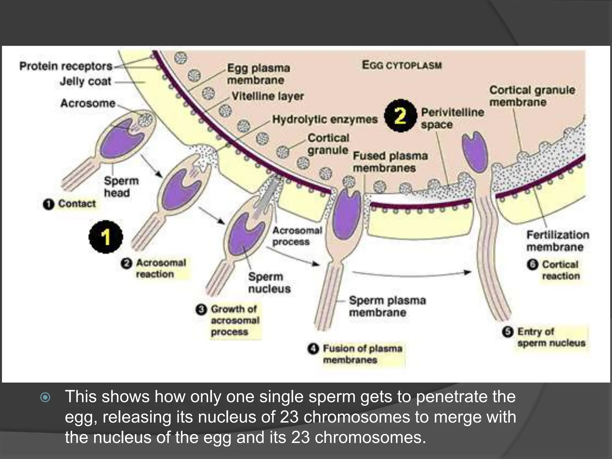Meiosis Cell Division- General Biology-1 | PPT