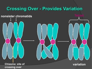 Meiosis Cell Division- General Biology-1 | PPT