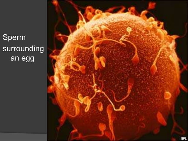 Meiosis Cell Division General Biology 1 Ppt