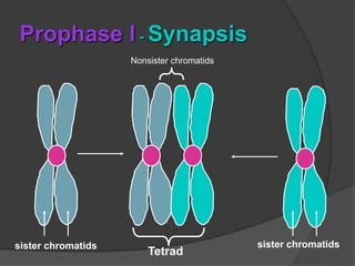 Meiosis Cell Division- General Biology-1 | PPT