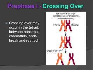 Meiosis Cell Division- General Biology-1 | PPT