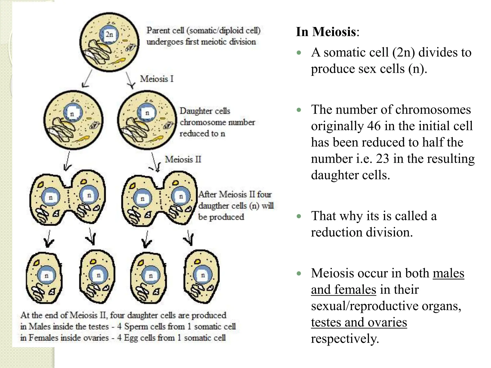 Meiosis presentation for bsc students pptx | PPTX