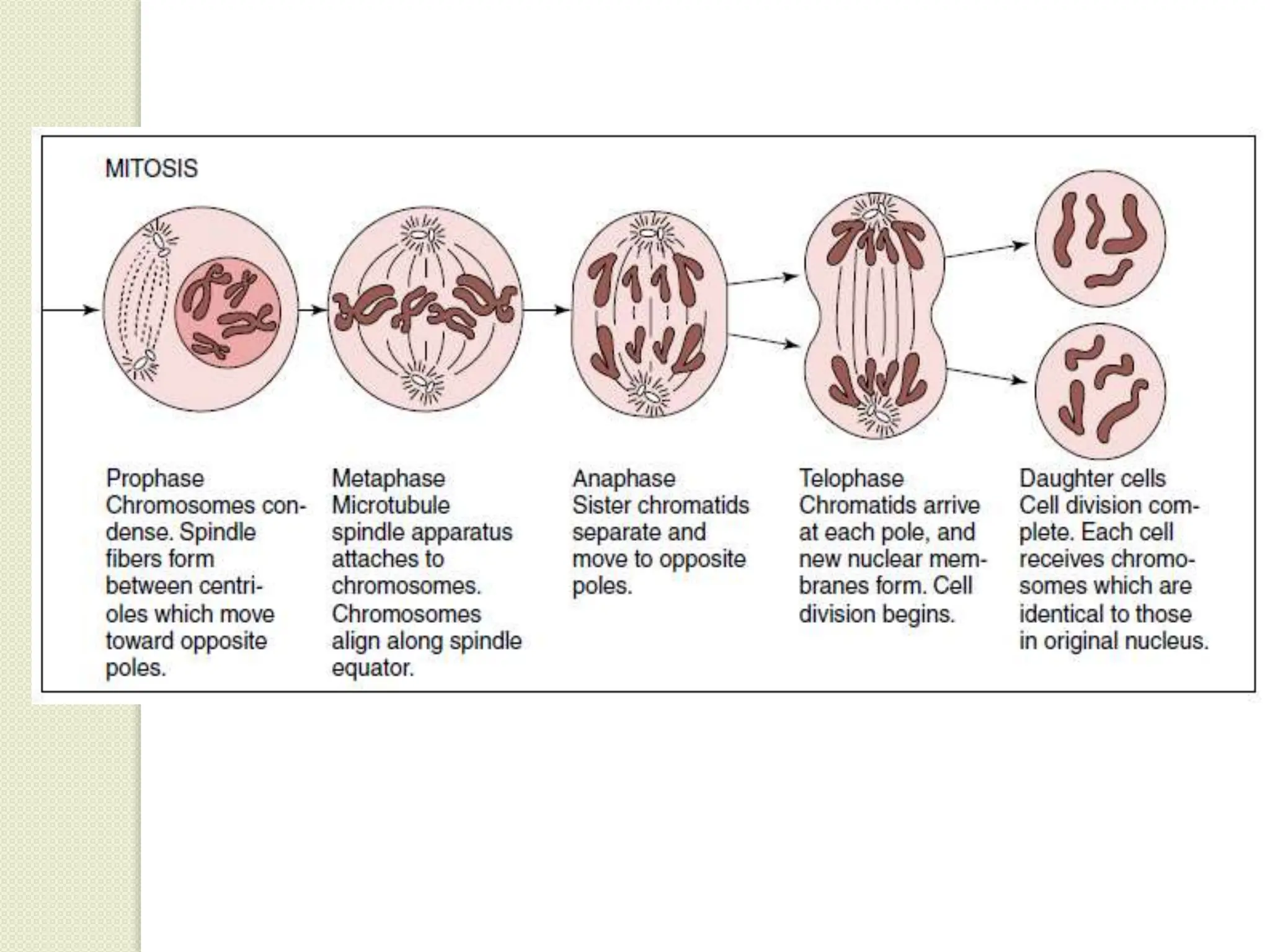 Meiosis presentation for bsc students pptx | PPTX