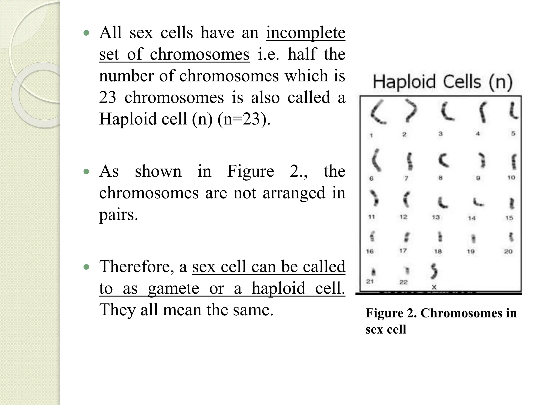 Meiosis presentation for bsc students pptx | PPTX
