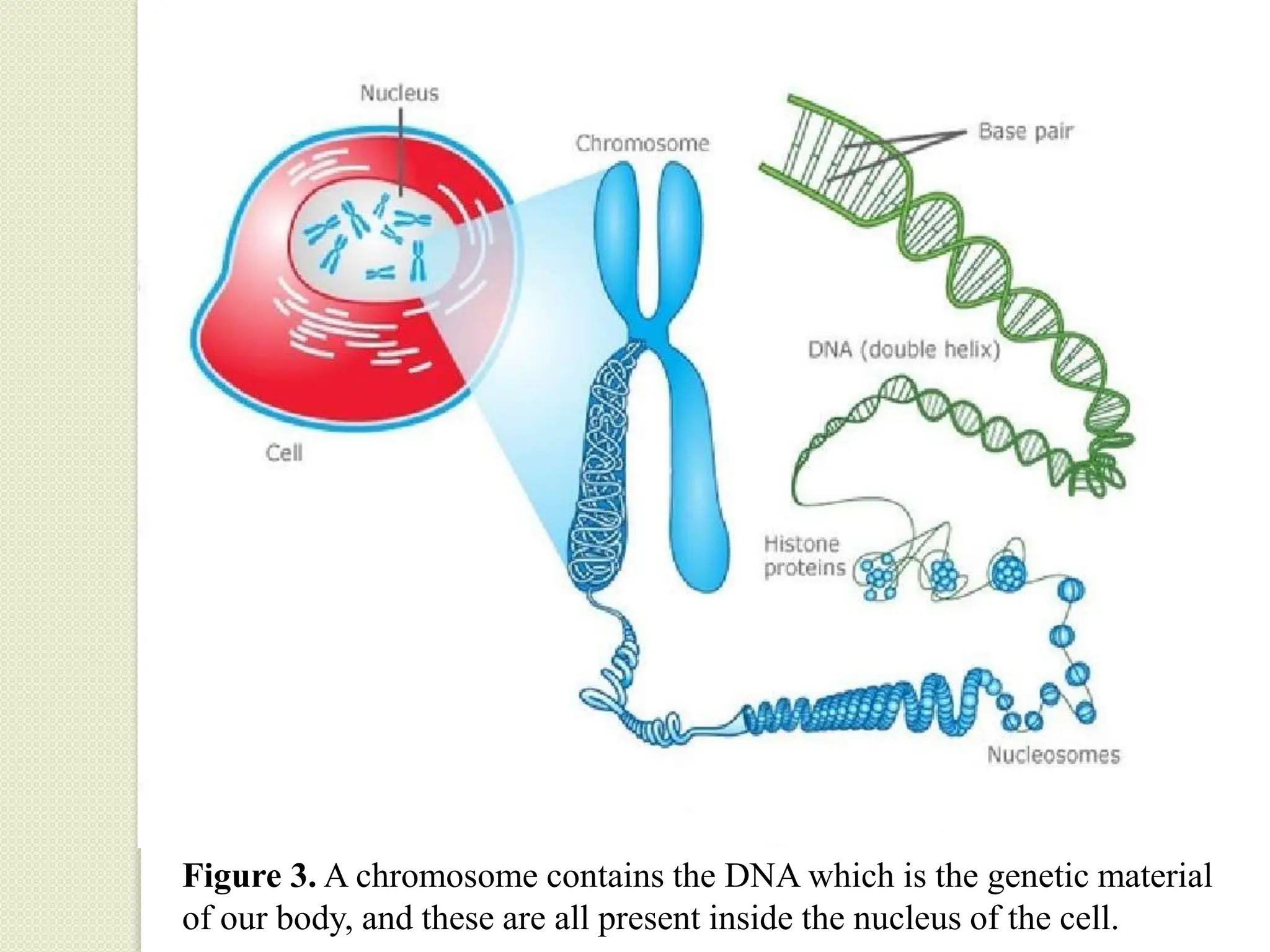 Meiosis presentation for bsc students pptx | PPTX