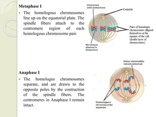 Meiosis presentation for bsc students pptx | PPTX