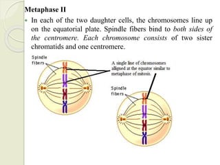 Meiosis presentation for bsc students pptx | PPTX