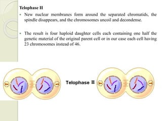 Meiosis presentation for bsc students pptx | PPTX