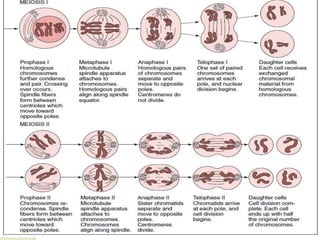 Meiosis presentation for bsc students pptx | PPTX