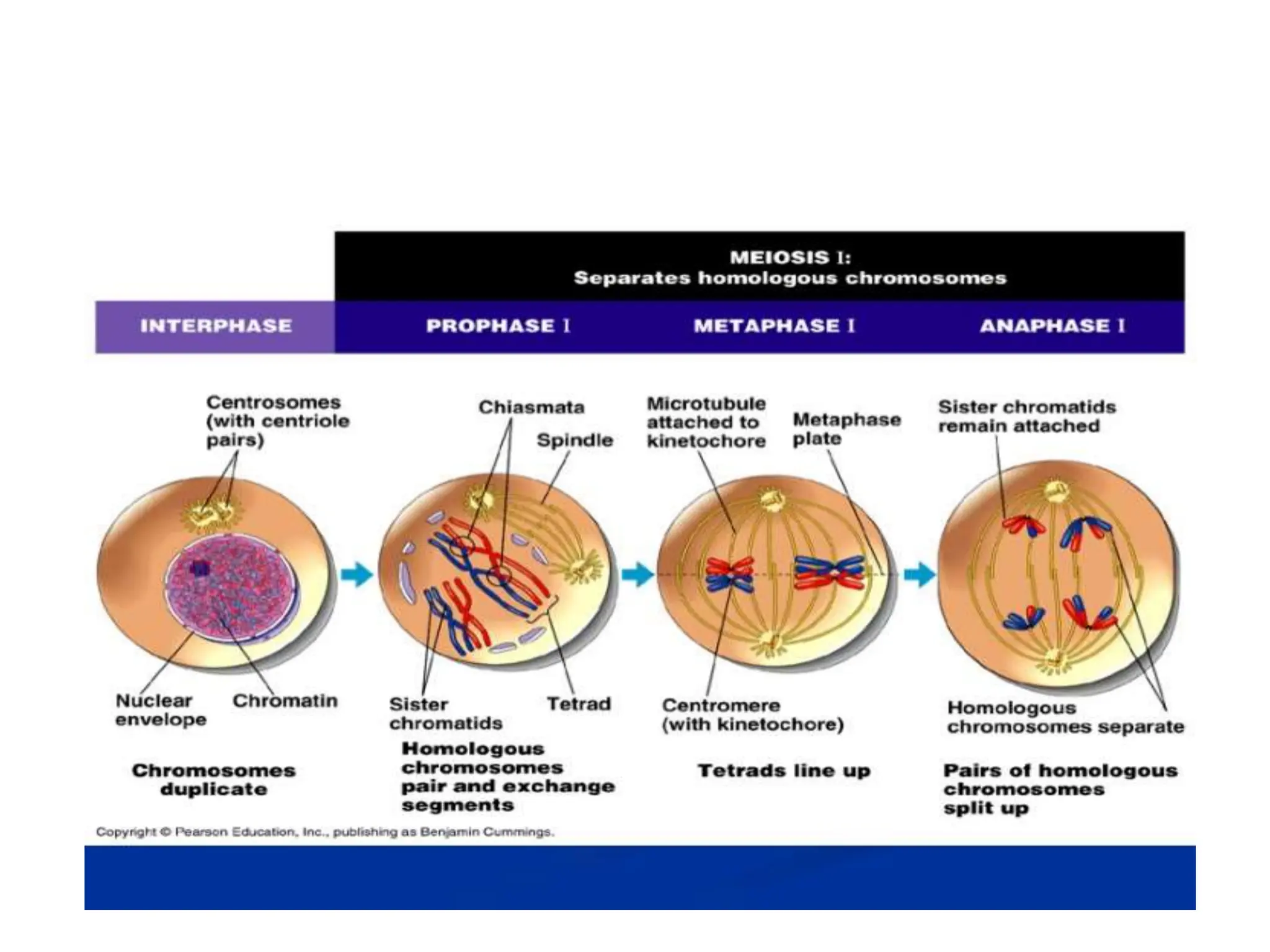 MEIOSIS.ppt notes on meiosis that occurs in human | PPT