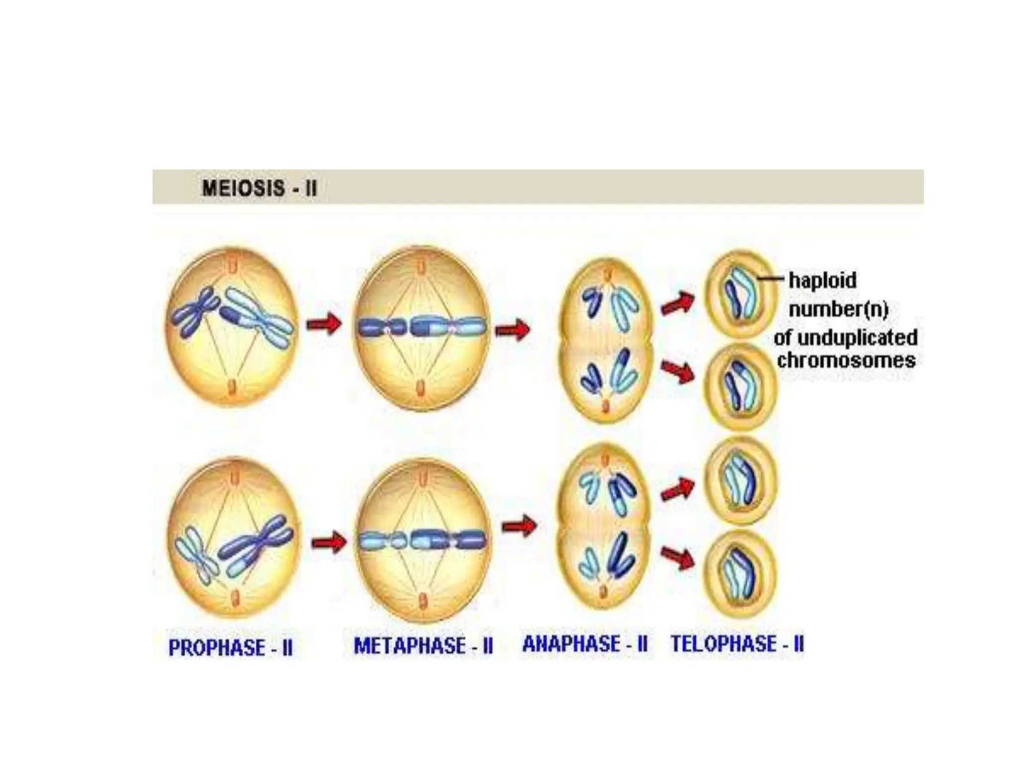 MEIOSIS.ppt notes on meiosis that occurs in human | PPT
