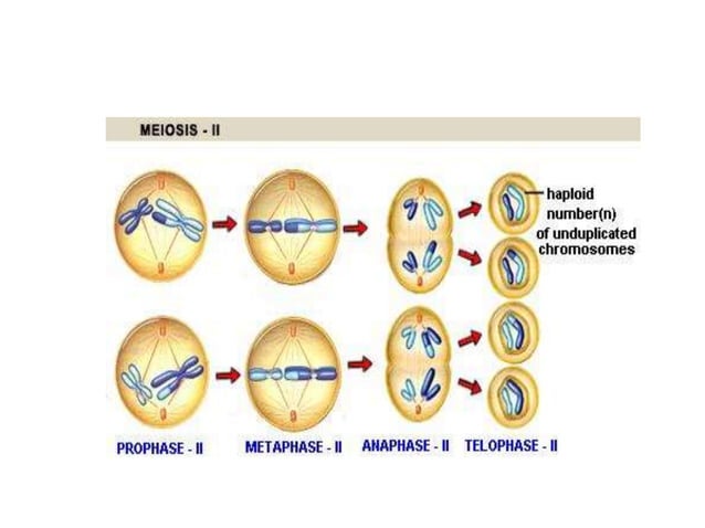 MEIOSIS.ppt notes on meiosis that occurs in human | PPT
