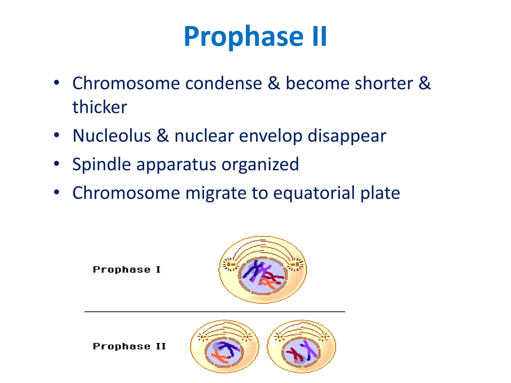 Meiosis in plant cell system and division.ppt