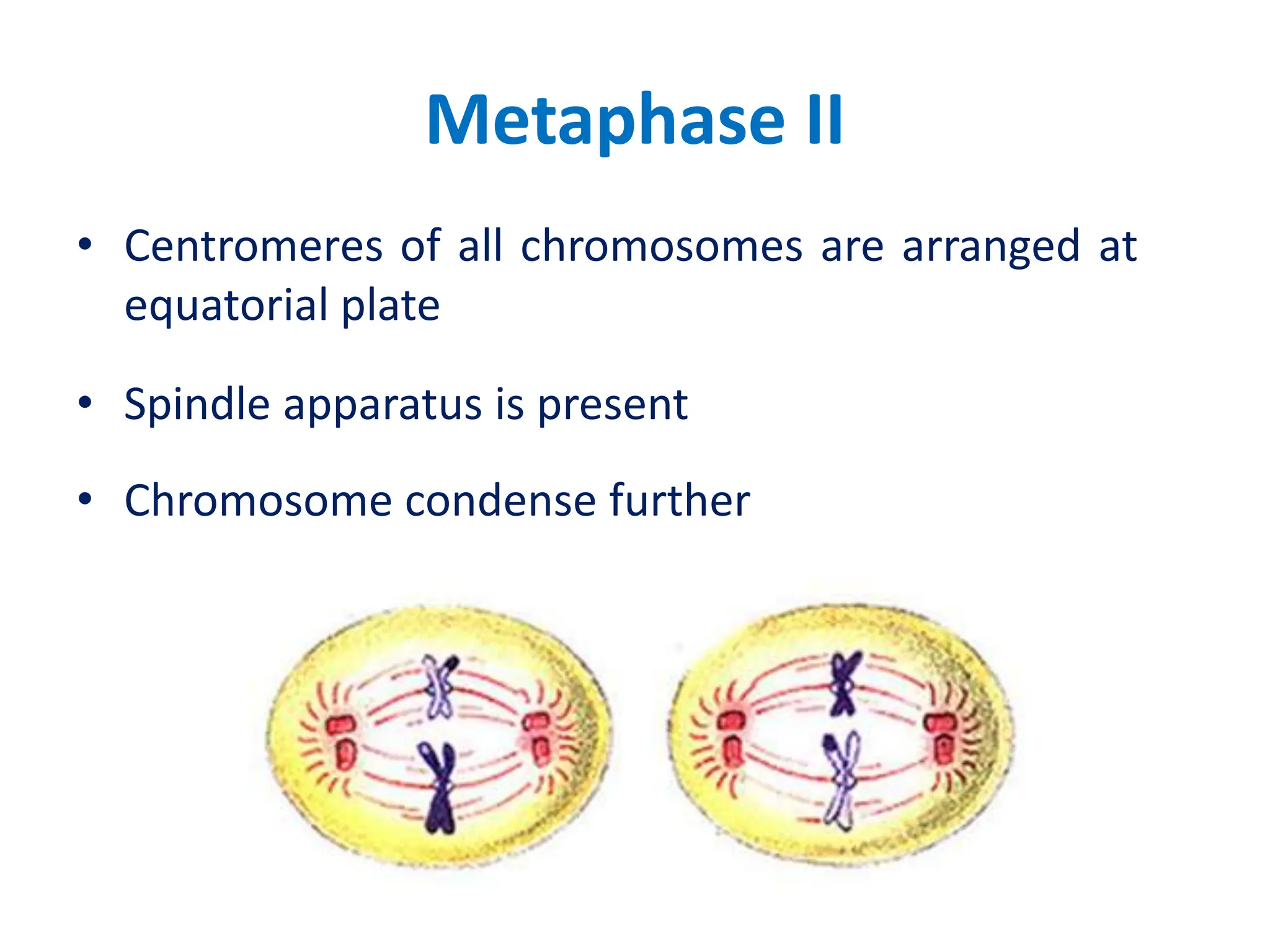 Meiosis in plant cell system and division.ppt