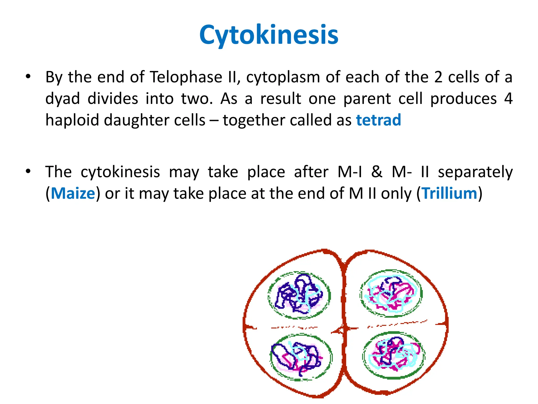 Meiosis in plant cell system and division.ppt