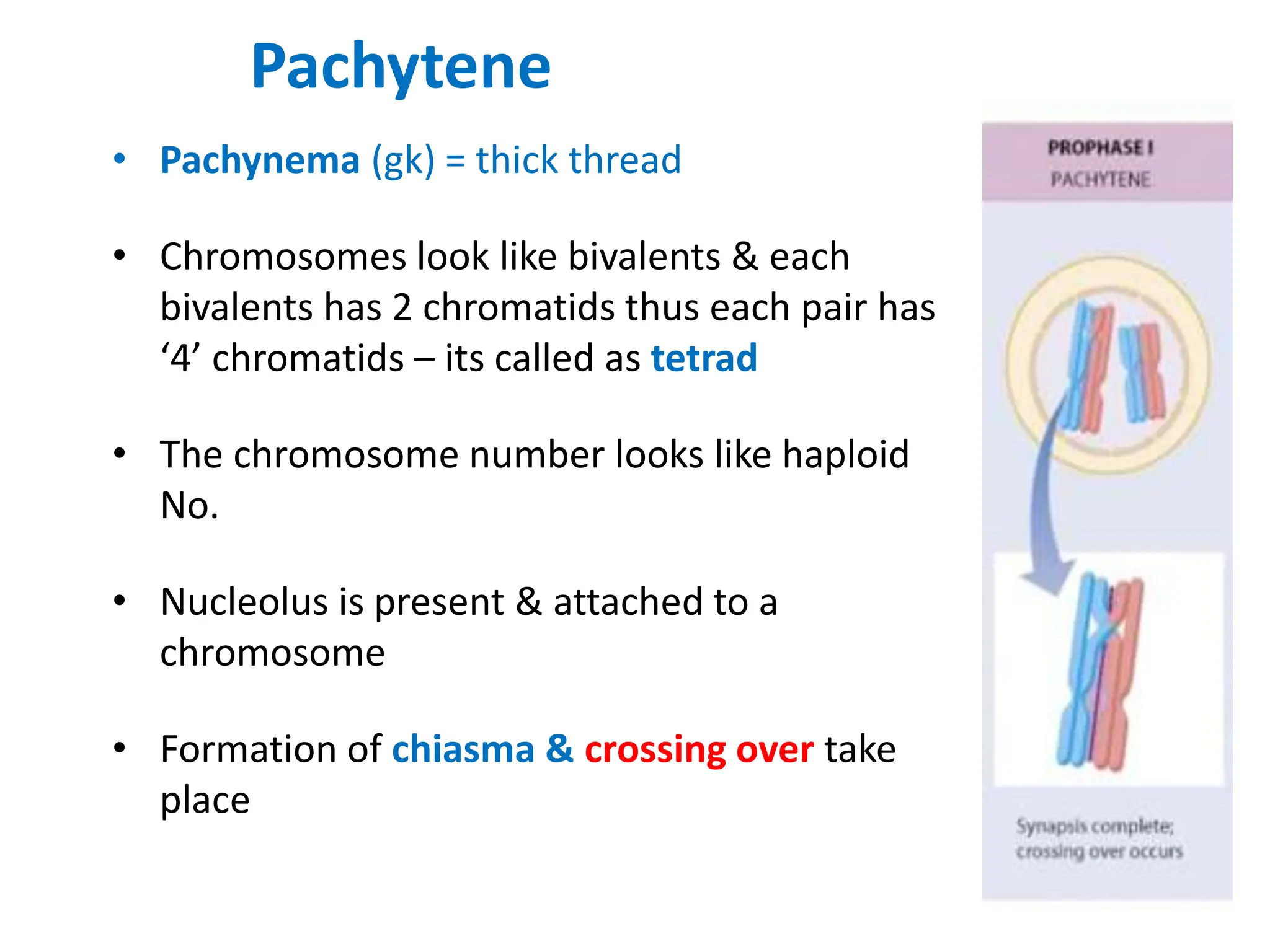 Meiosis in plant cell system and division.ppt