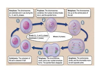 Meiosis in plant cell system and division.ppt