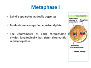 Meiosis in plant cell system and division.ppt