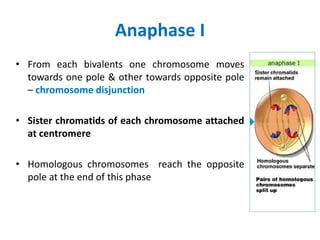 Meiosis in plant cell system and division.ppt