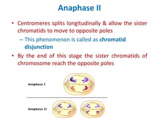 Meiosis in plant cell system and division.ppt