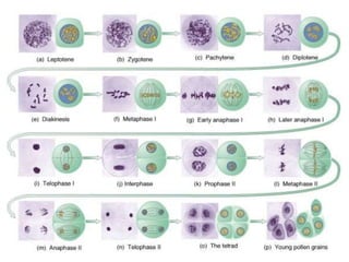 Meiosis in plant cell system and division.ppt