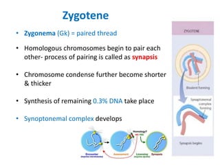 Meiosis in plant cell system and division.ppt