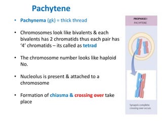 Meiosis in plant cell system and division.ppt