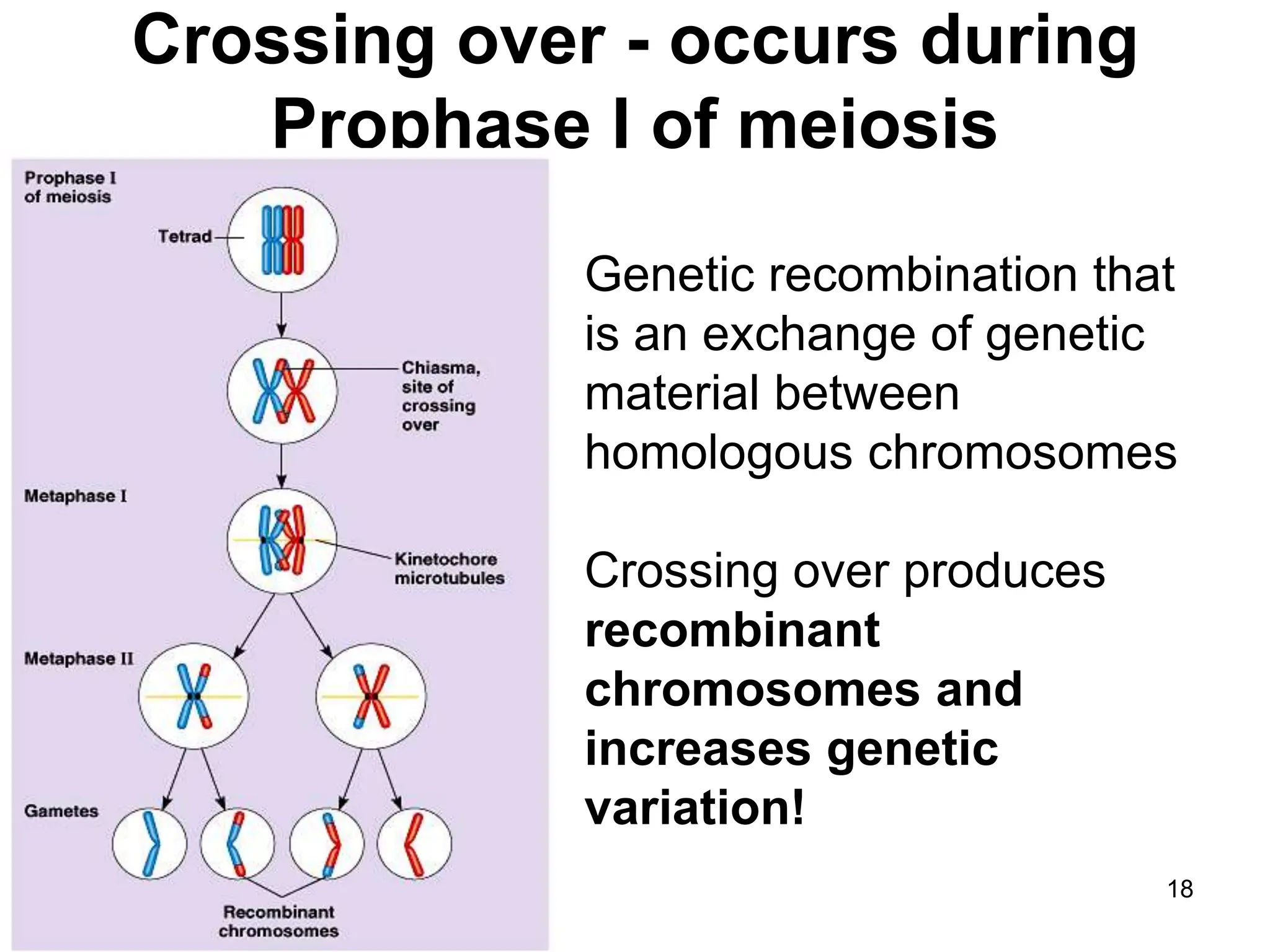 male, female,genes,reproduction&meiosis.ppt