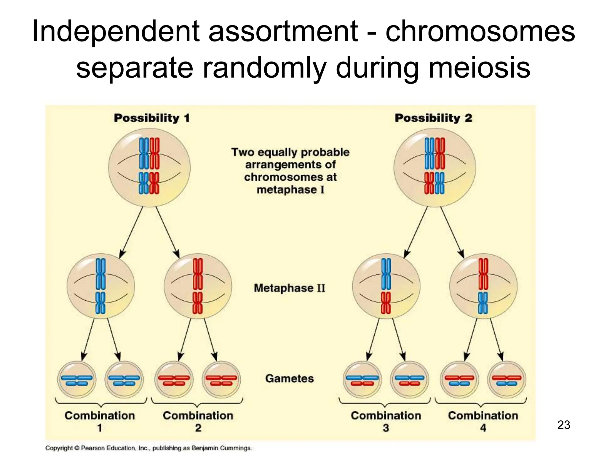 male, female,genes,reproduction&meiosis.ppt