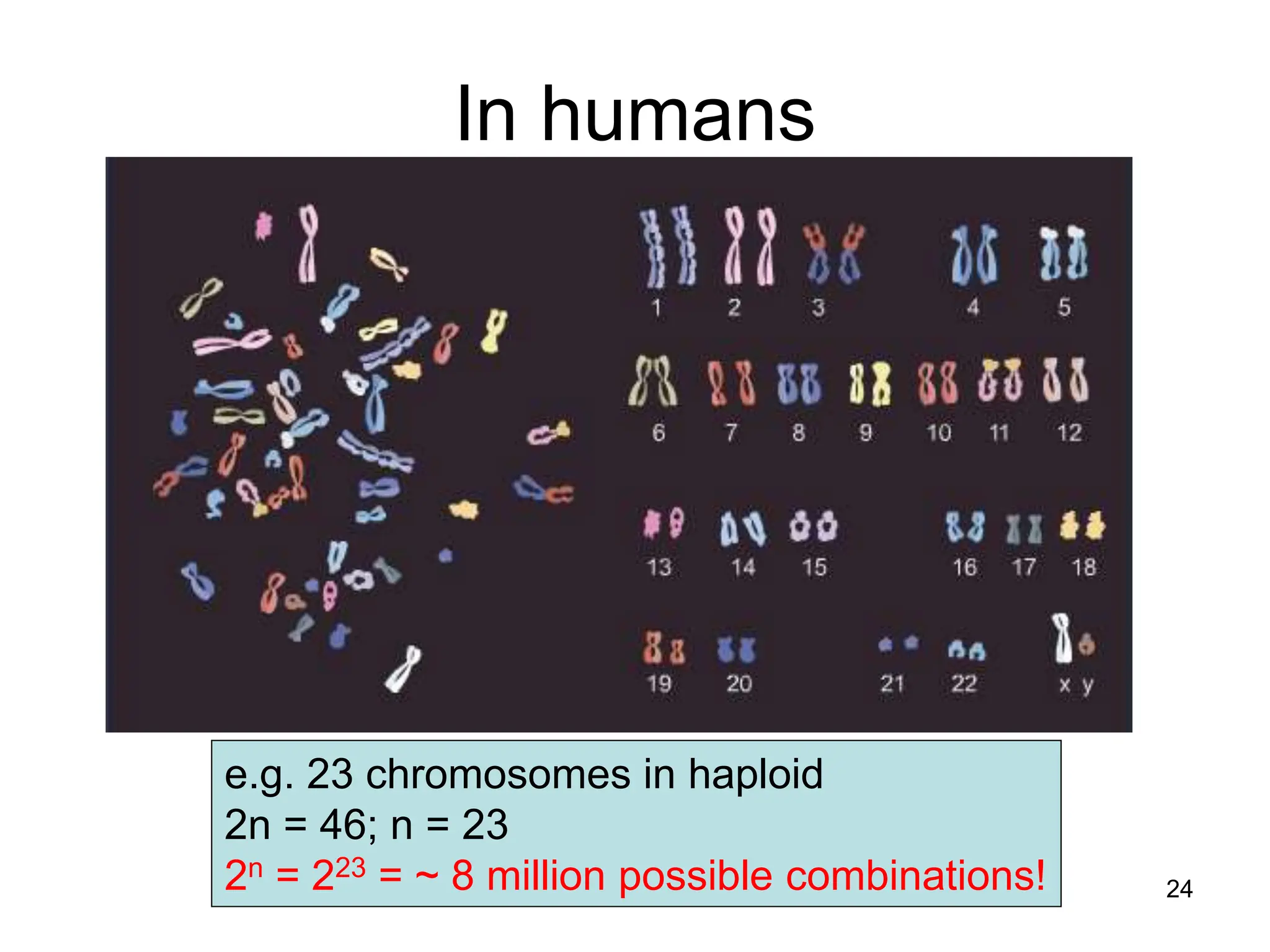 male, female,genes,reproduction&meiosis.ppt