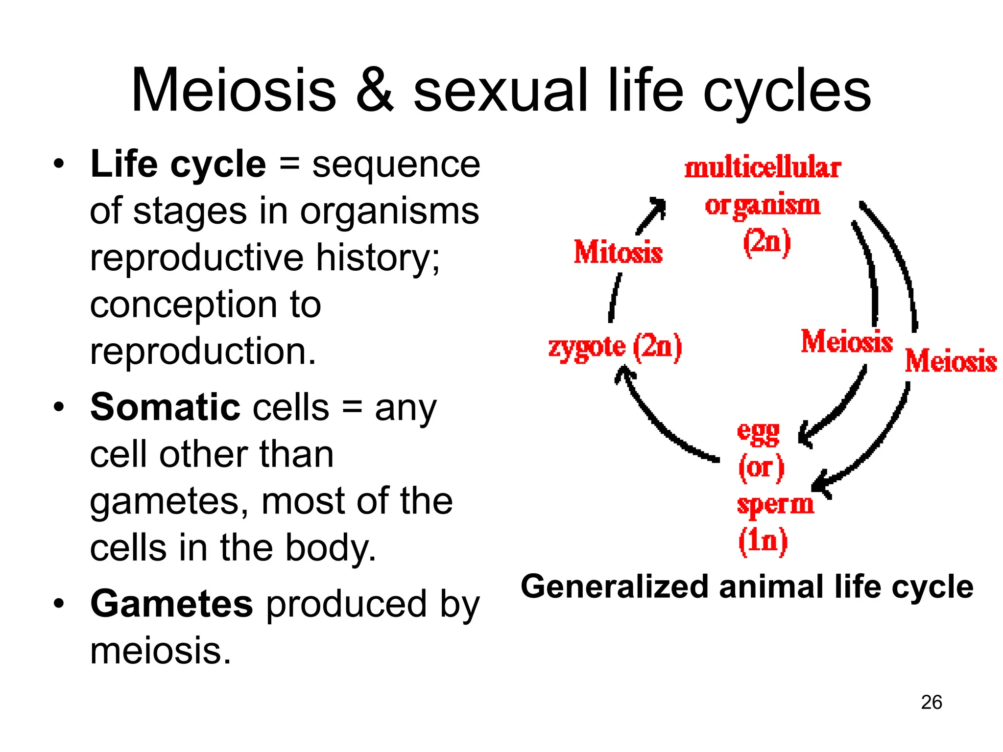 male, female,genes,reproduction&meiosis.ppt