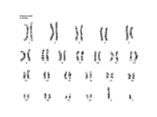 male, female,genes,reproduction&meiosis.ppt