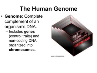 male, female,genes,reproduction&meiosis.ppt