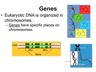 male, female,genes,reproduction&meiosis.ppt