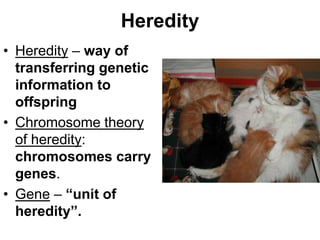 male, female,genes,reproduction&meiosis.ppt