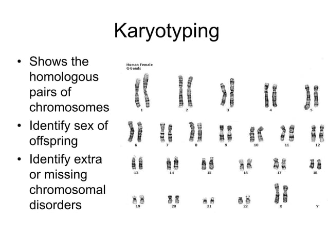 male, female,genes,reproduction&meiosis.ppt