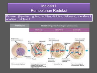 presentation biology about meiosisss.pptx