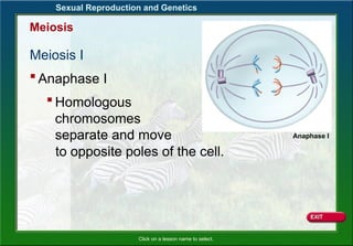 Cell Division-The Meiosis and its Stages | PPT