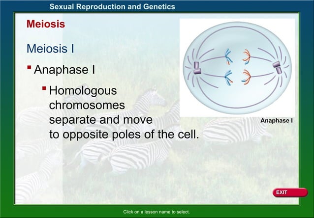 Cell Division-The Meiosis and its Stages | PPT | Infertility ...