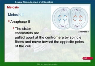 Cell Division-The Meiosis and its Stages | PPT