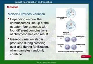 Cell Division-The Meiosis and its Stages | PPT | Infertility ...