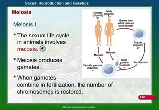 Cell Division-The Meiosis and its Stages | PPT