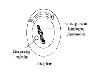 meiosis-role in formation of gametes and reproduction | PPTX