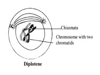 meiosis-role in formation of gametes and reproduction | PPTX