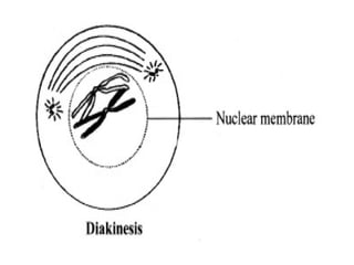 meiosis-role in formation of gametes and reproduction | PPTX