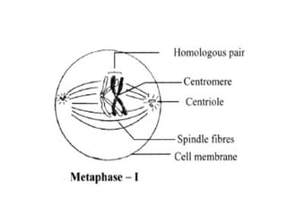 meiosis-role in formation of gametes and reproduction | PPTX